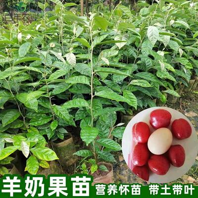 羊奶果树苗特大形结快德甜二