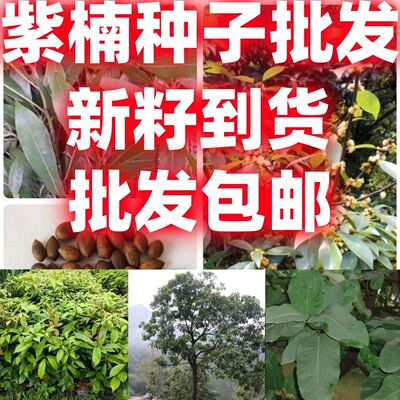紫楠金丝楠木种子桢楠雅楠闽楠树种制作手串林木园林绿化木材