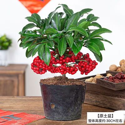 富贵籽盆栽耐寒带果年宵花卉