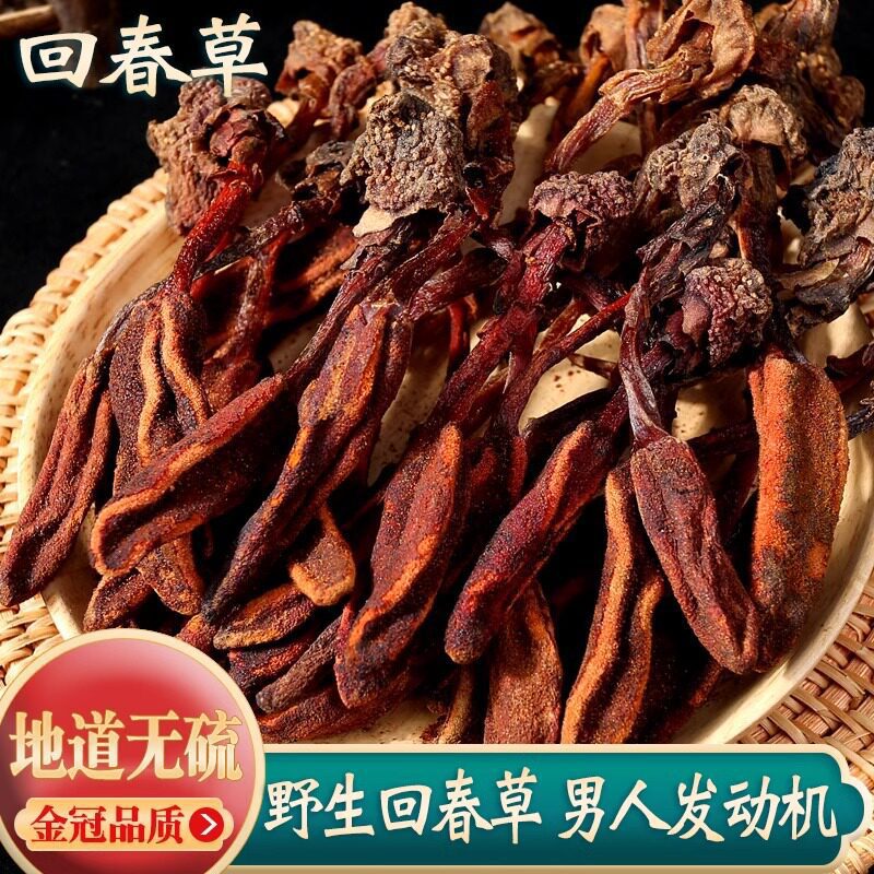 回春草云南新货正宗顶天柱草苁蓉男性滋补泡酒茶精选中药材不老草