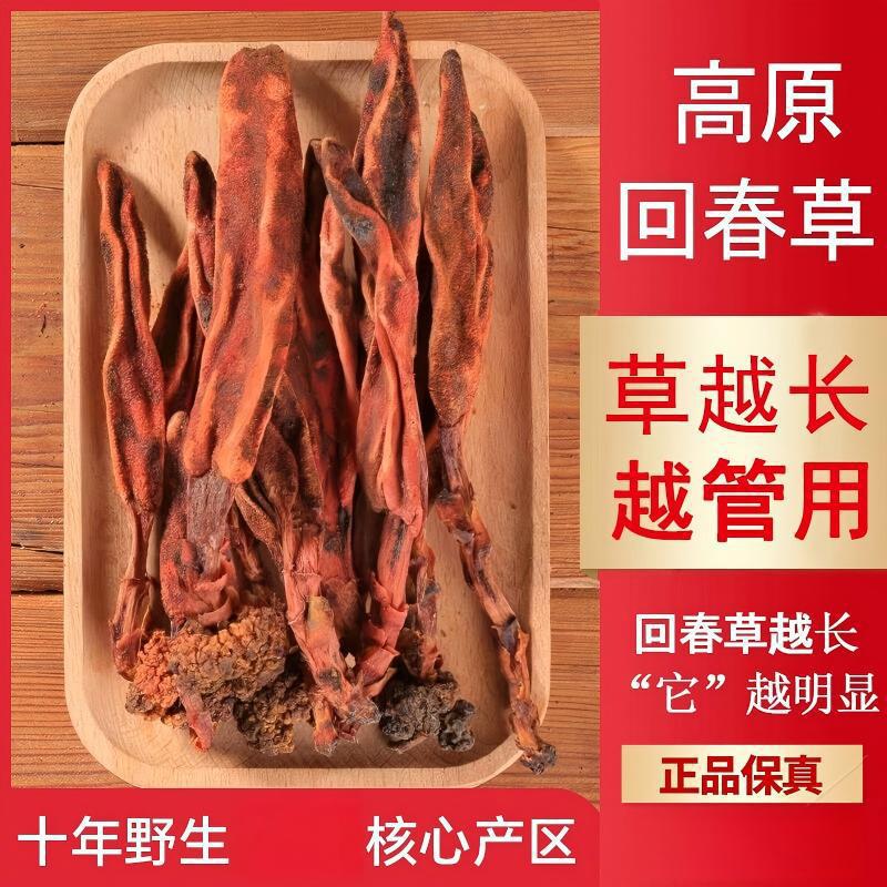 正品云南野外生长回春草500g顶天柱不老草泡水泡酒茶男滋补