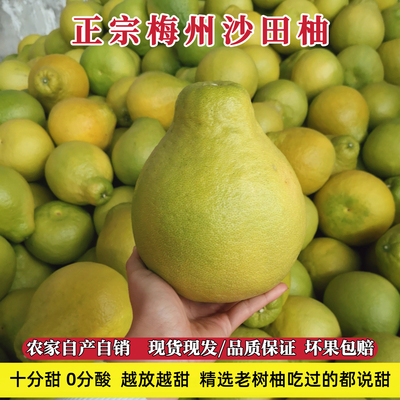 10斤广东正宗梅州纯甜沙田柚白心金柚当季新鲜孕妇甜水果自家果园