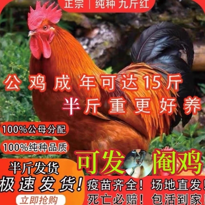 九斤红公鸡肉鸡红玉380小鸡活苗