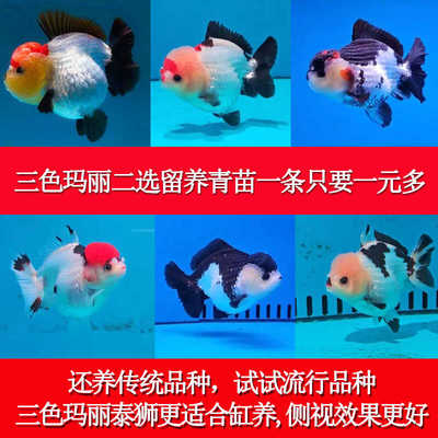 流行金鱼活观赏鱼冷水鱼好养耐小金鱼三色玛丽泰狮青苗包活鱼鱼苗
