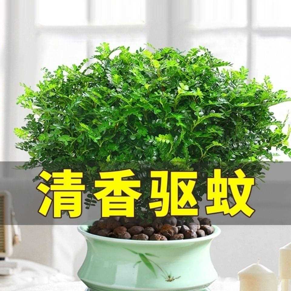 驱蚊驱虫办公室盆栽绿植植物室内四季常青净化空气盆景驱蚊胡椒木