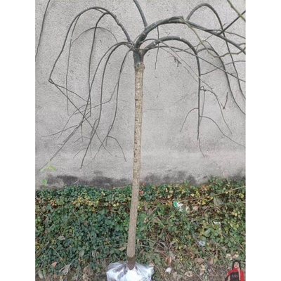 龙爪槐树苗黄金槐垂槐雨伞造型树庭院绿化树耐寒耐旱四季适宜种植