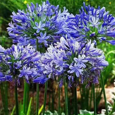 白子莲种根茎四季好种花卉庭院阳台多年生植物易活好生长