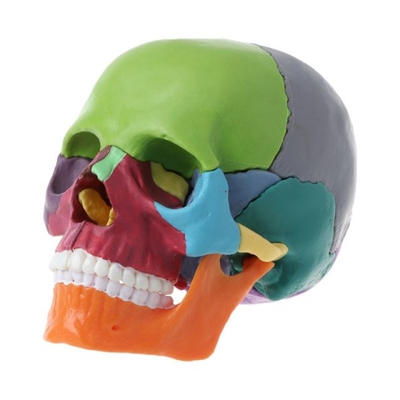 15pcs/set 4D Disassembled Color Skull Anatomical Model Detac