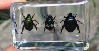 1piece Scarab Insect Speci Ladybug Beetle In Clear Resin Edu
