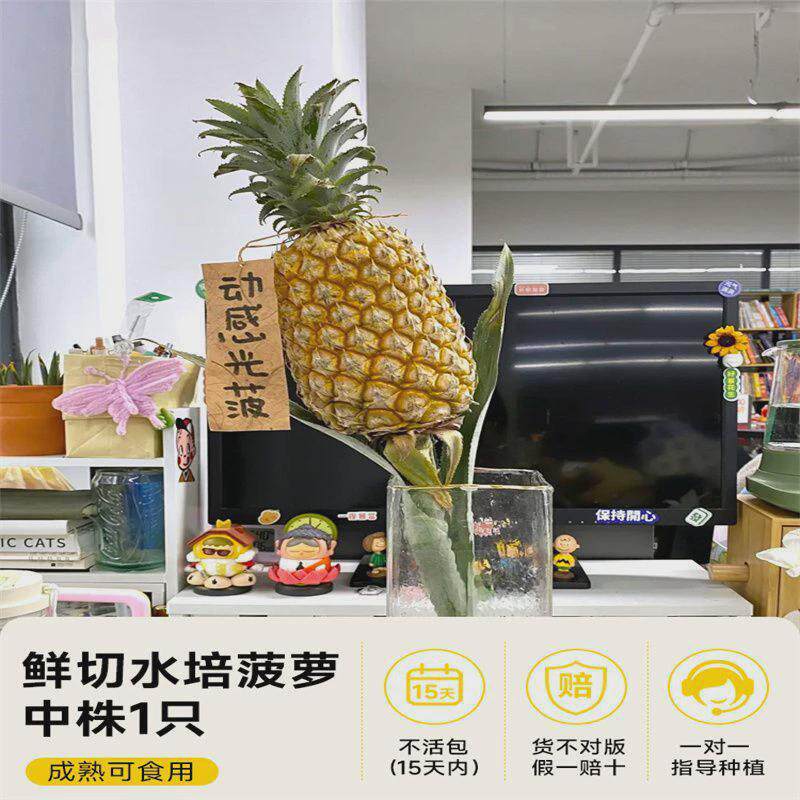 【好吃水培植物好养】动感光波菠萝食用又小黑凤梨鲜切花卉室内插