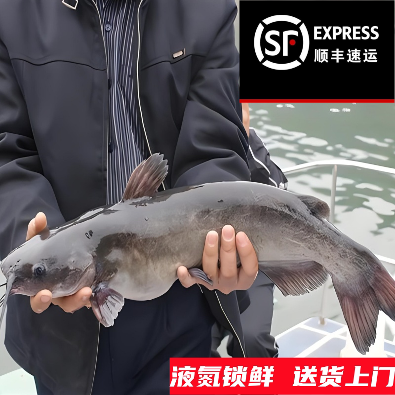 顺丰包邮清江鱼新鲜回鱼纸包鱼烤鱼半成品淡水江团叉尾鮰非巴沙鱼