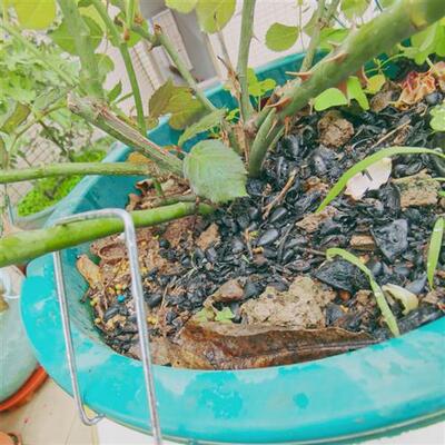 月季花压枝神器横拉钩枝条U形定型盆栽藤本压苗园艺铁丝牵拉植物