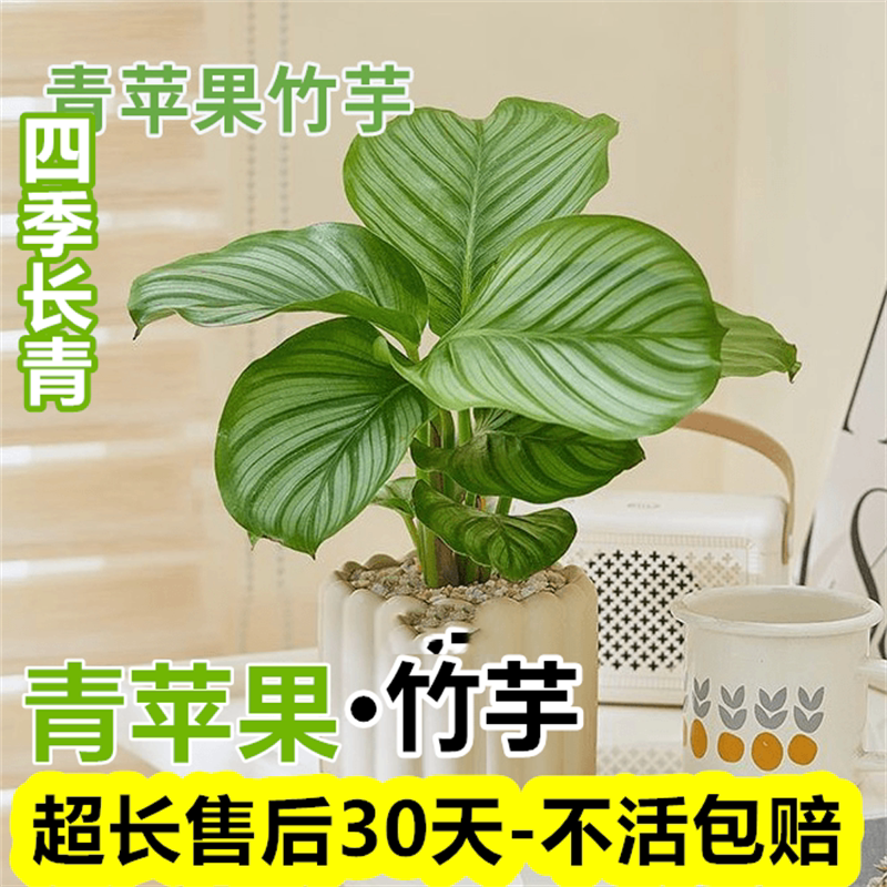 青苹果竹芋盆栽大苗办公室内客厅净化空气绿植大仙女海芋水培植物