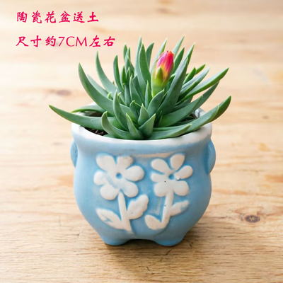 照波四季开花多肉植物