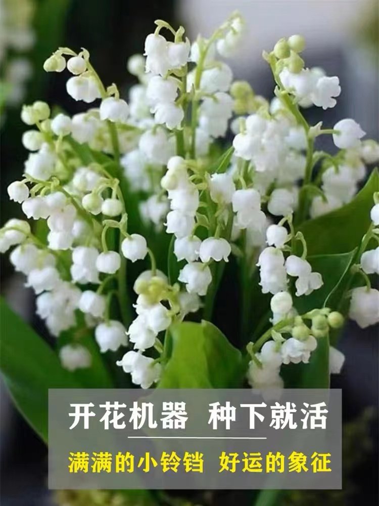 铃兰种球根阳台室内室外花苗进口盆栽花卉植物好养活花种籽风铃花虎窝淘 2030