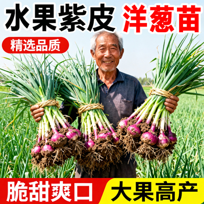 洋葱秧苗紫皮水果种植特大
