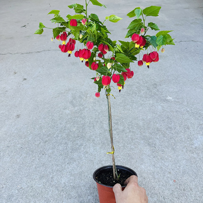 耐寒灯笼花带花藤本爬藤植物盆栽蔓性风铃花室内观花四季好养