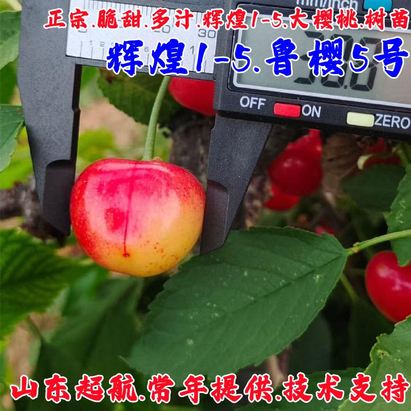 晚熟鲁樱五号黄蜜大樱桃树苗嫁接樱桃苗庭院盆栽车厘子树四季种植