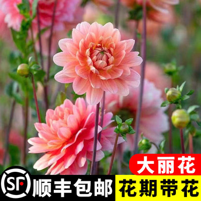 速发大丽花大栽四季重瓣盆丽台室内花庭院花卉植物花期带花好养易