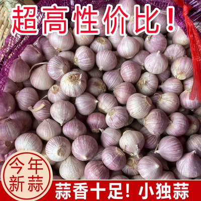 2026新云南独头蒜大蒜头新鲜干蒜紫皮独蒜红珍珠辣蒜5蔬菜当季