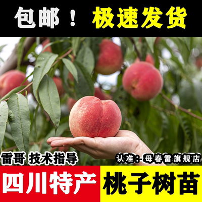【官方正品】桃子树苗