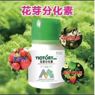 VICTORY FAIR维柯托瑞花芽分化素授粉开花现蕾分化细胞分裂果树