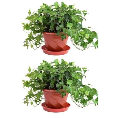 Ivy potted indoor and outdoor plants hanin reen plant