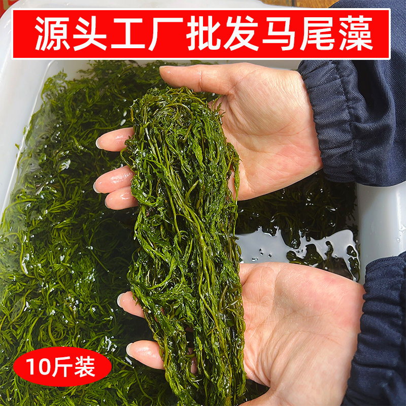 源头工厂批发鞭炮笋盐渍马尾藻10斤海藻一箱火锅专用海草冒菜食材