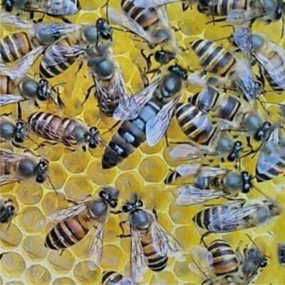 极速中蜂子脾巢脾空脾q蜜蜂脾老脾蜂蜡剿础蜂窝中蜂群高产土蜂王