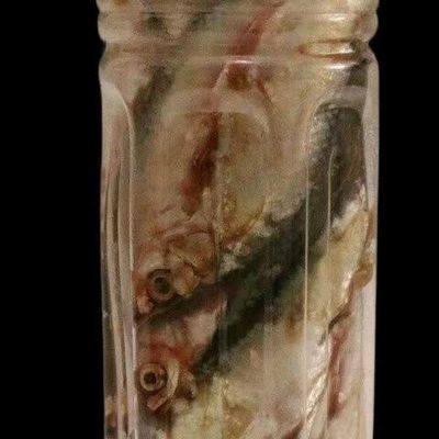 极速臭鱼钓鲶鱼专用饵料鲶鱼钓鲶鱼的臭鱼臭饵吊鱼U用的耳料小药