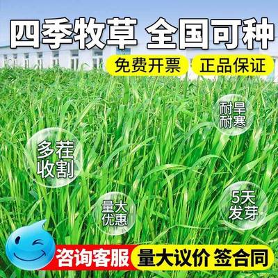 冬牧70黑麦草种草子四季高产籽畜牧养殖家禽喜食海藻水培牧草种籽
