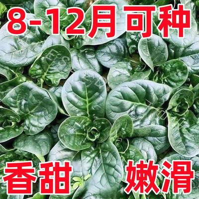 趴地菠菜种子黑园叶种籽生长大速度快耐寒高产越冬海藻水培种植菜