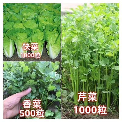 菜籽种大全蔬菜种孑四季播白种萝卜香菜籽种生菜葱蒜辣椒大菜种子