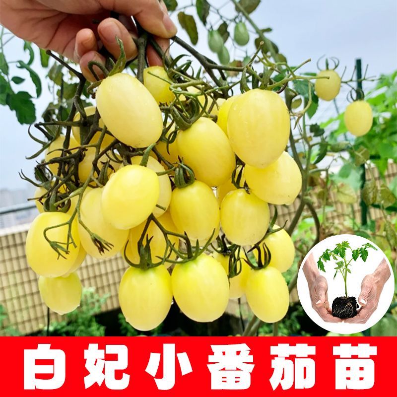 白珍珠圣女果苗白砂糖樱桃番茄种子苗西红柿种子蔬菜种苗种籽盆栽