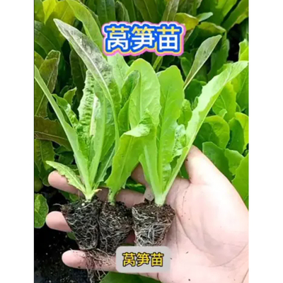 莴笋苗秧苗红莴苣苗青带土种苗四季耐寒室内外阳台庭院盆笋栽蔬菜