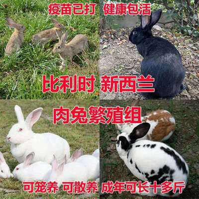 小兔子活物非一对公母家养成年大兔月月小白兔垂耳兔宠物家兔活体
