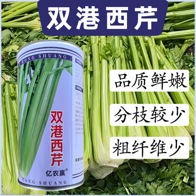 双港西芹种子叶柄实心腹沟浅粗纤维少品质鲜嫩抽苔晚高产西芹种子