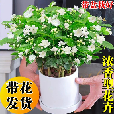 茉莉花盆栽带花苞树苗四季绿植花期超长的花卉花茉莉开花适合室内