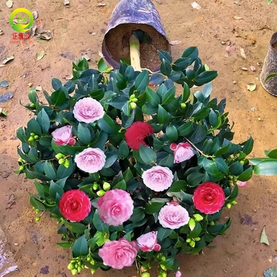 四季香妃茶花树苗开花云南老桩十八学士地栽广东五色赤丹盆栽耐冬