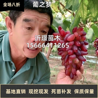 新品种嫁接葡之梦葡萄树苗无核爬藤葡萄苗庭院种植盆栽地栽果树苗