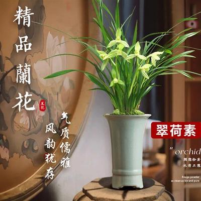 兰花苗 春剑翠荷素 冬带花苞出售浓香四溢室内花卉盆栽好养绿植