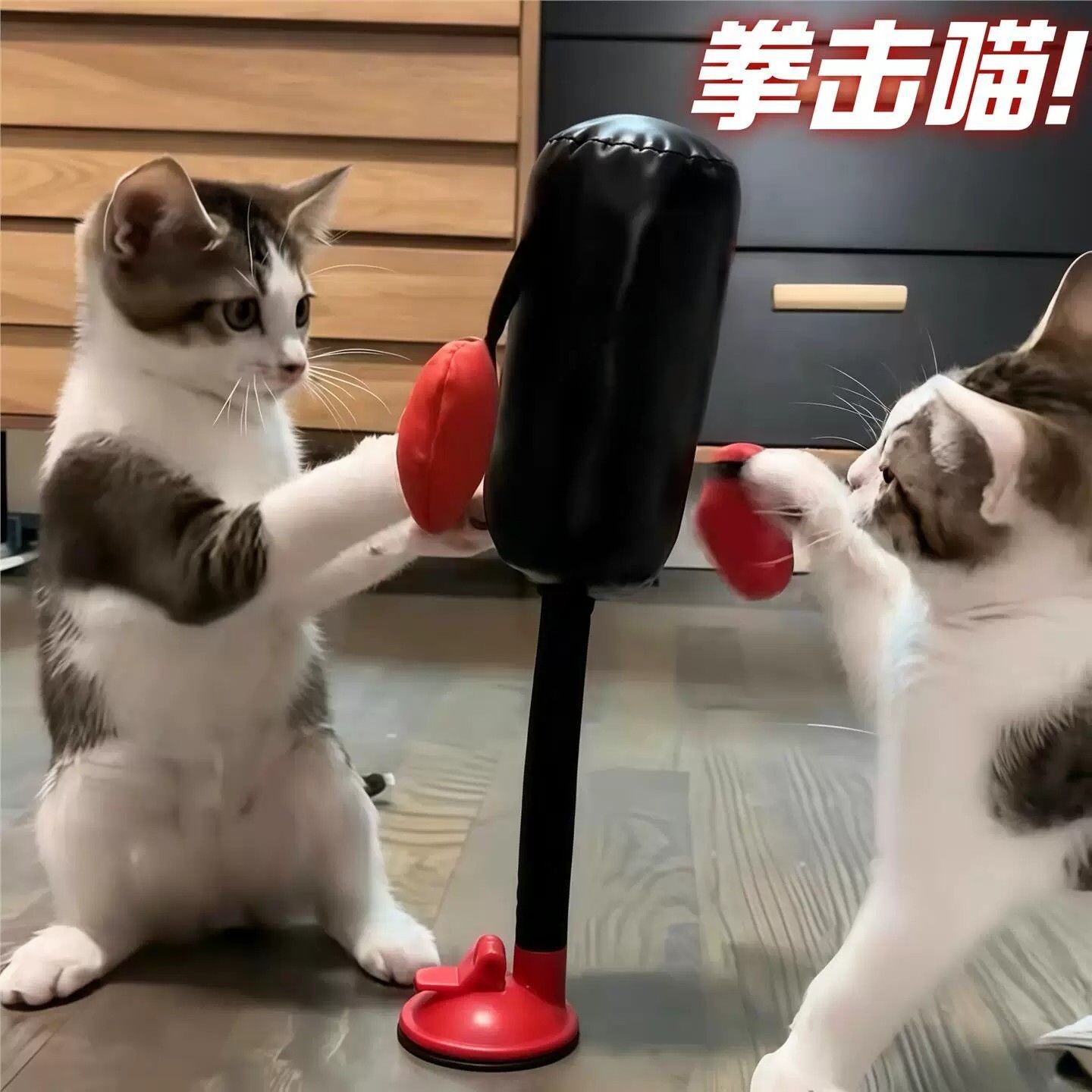 猫咪拳击手套玩具趣味逗猫玩具猫咪自嗨解闷沙袋吸盘立柱宠物互动