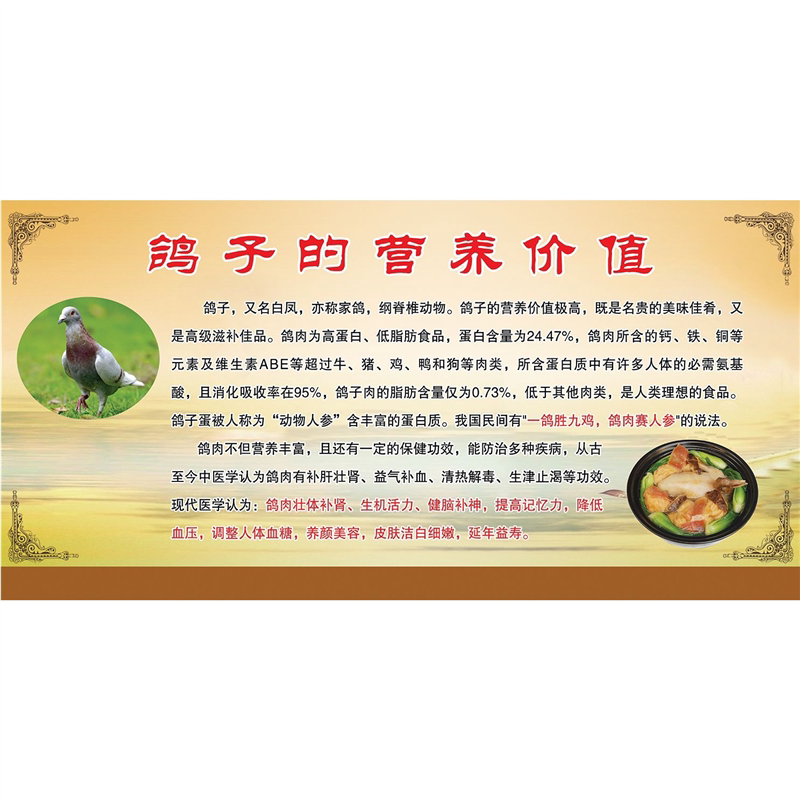 鸽子的营养价值海报鸽子汤烤乳鸽饭店饭馆炖汤土鸽子农家海报贴纸