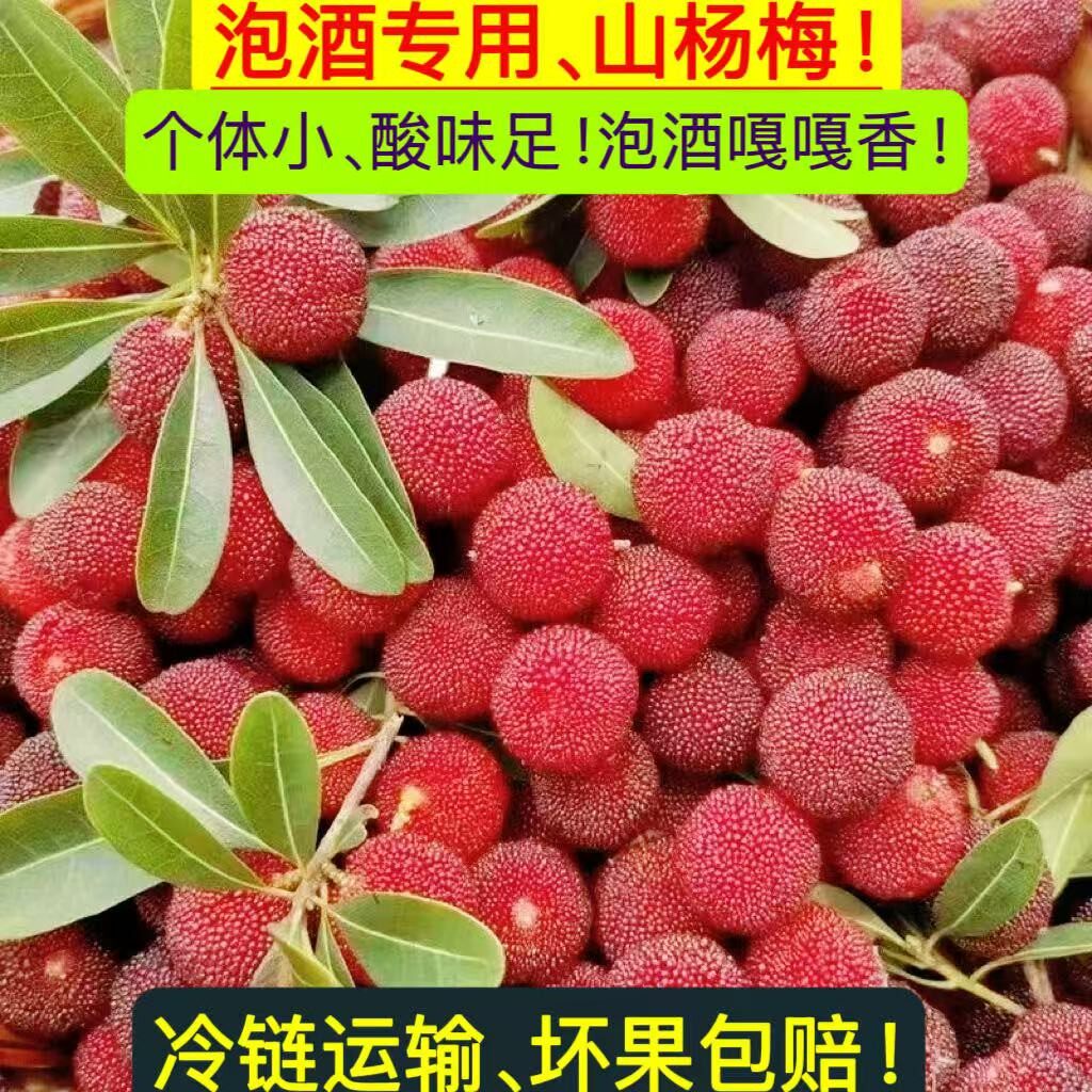 顺丰包邮 2026年杨梅新鲜现摘贵州小杨梅荸荠杨梅泡酒用孕妇水果