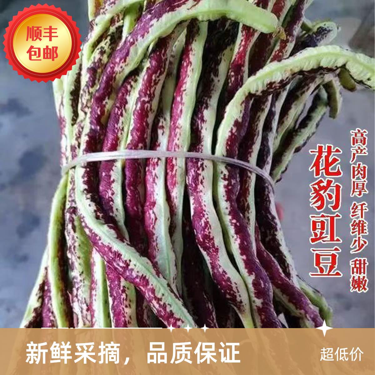 新鲜农家红豆角花豹豆角8月晚秋广东架豆角豇豆山豆角山东豆角