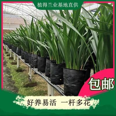 【现带花苞】墨兰花苗精品大花卉盆栽室内浓香企黑贺岁兰报岁兰