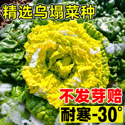 黄心乌塌菜种子黑心乌塌菜中八叶阳台盆栽耐寒秋冬播种蔬菜种子
