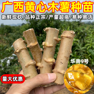 广西黄心木薯种子华南9号黄心木薯苗黄心木薯苗食用木薯苗黄肉