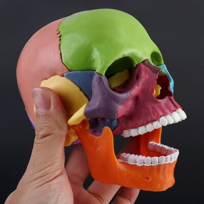 15pcs/set 4D Disassembled Color Skull Anatomical ModelZ Deta