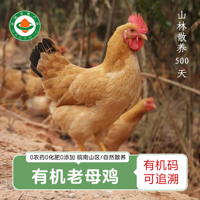 有机有机老母鸡新鲜跑山鸡拒绝激素抗生素山林散养2年以上
